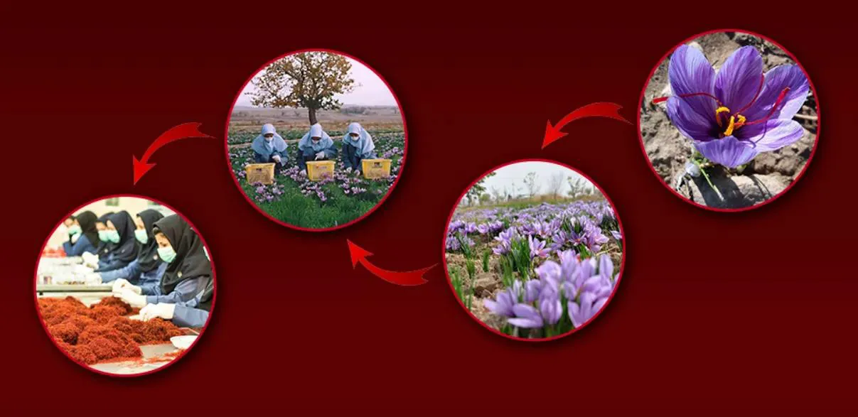 High-Quality Saffron Extract: Top 10 Professional Manufacturers in the ...