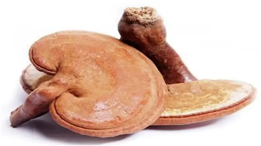 Ganoderma polysaccharides from a scientific perspective: new research ...